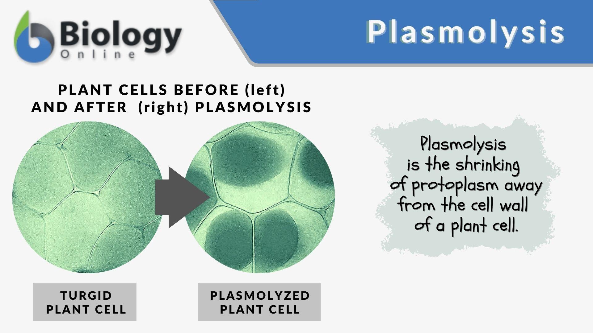 Plasmolysis Definition And Examples Biology Online Dictionary Plasmolysis Definition And Examples Biology Online Dictionary