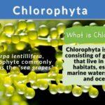 Phylum Chlorophyta Under Microscope