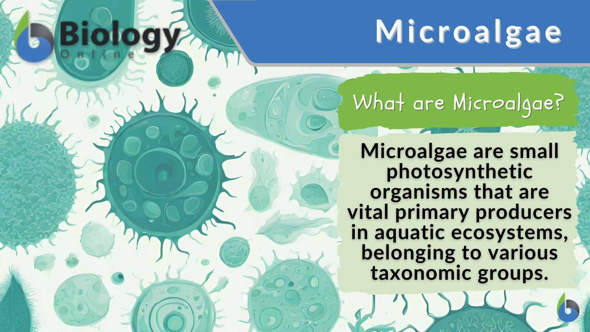 Microalgae Definition and Examples - Biology Online Dictionary