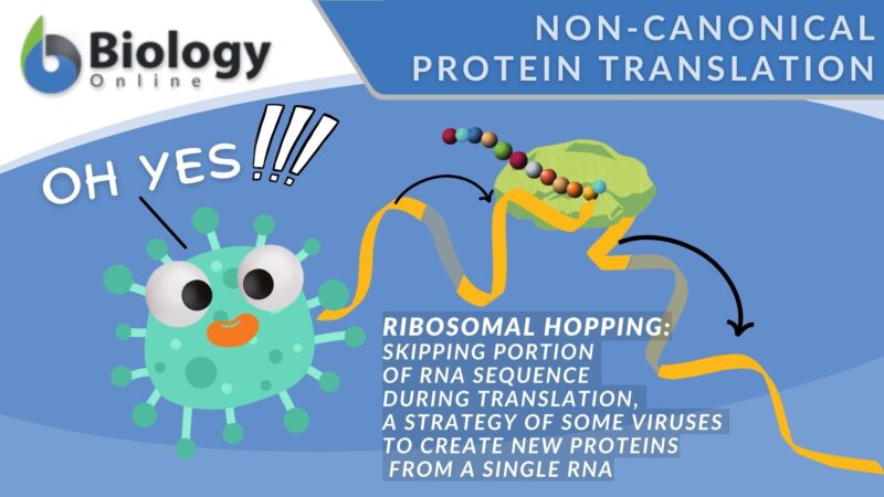 Translation - Definition and Examples - Biology Online Dictionary