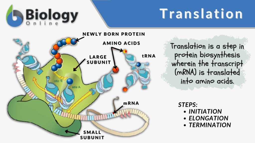 Translation - Definition and Examples - Biology Online Dictionary