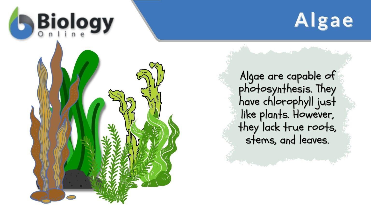 Algae - Definition and Examples - Biology Online Dictionary