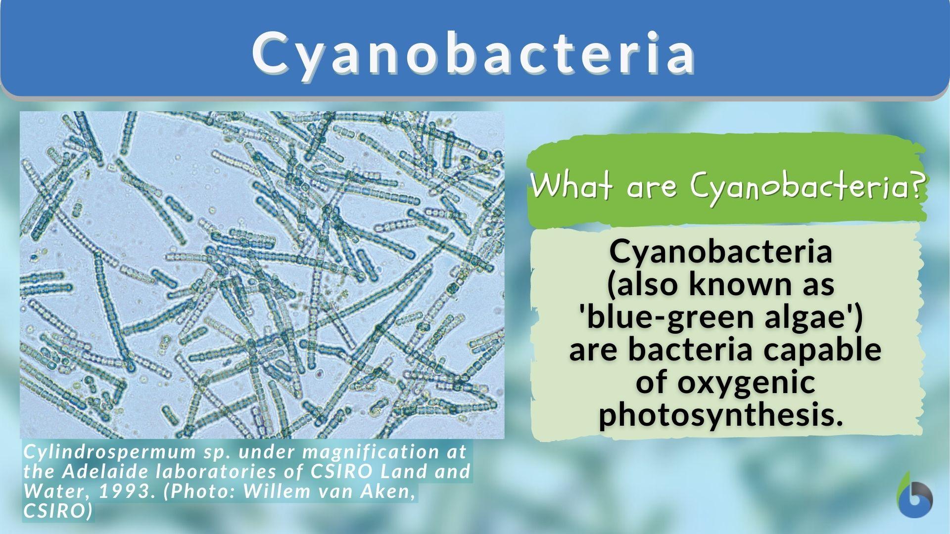 Anabaena Cell Labeled Anabaena Cell Labeled
