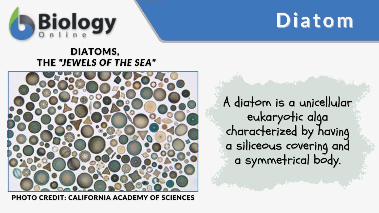Diatom - Definition and Examples - Biology Online Dictionary