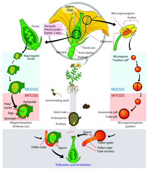 Meiosis and Alternation of Generations - Biology Online Tutorial