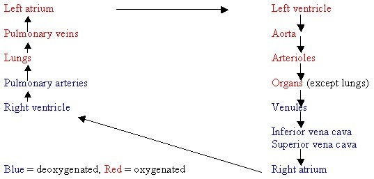Circulation - Biology Online Tutorial