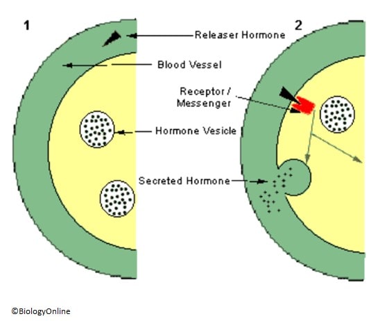 Hormone Production Biology Online Tutorial