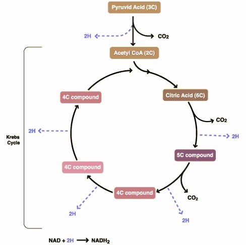 Protein Activity and Cellular Metabolism - Biology Online Tutorial