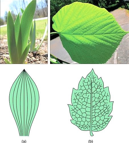 Modified Leaves Examples
