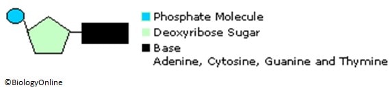 Dna Structure Dna Replication Biology Online Tutorial