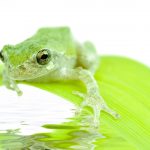 Physiological adaptation Definition and Examples - Biology Online ...