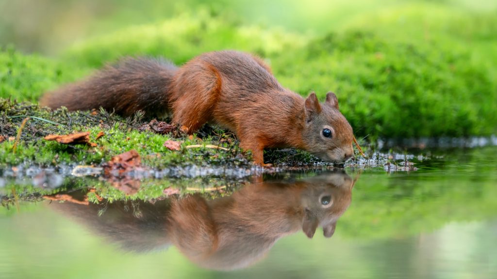 Penniform muscle Definition and Examples - Biology Online Dictionary