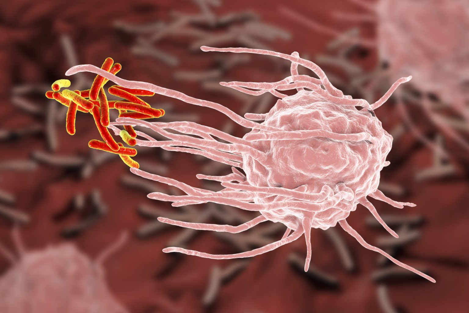 Biological Cell Defense - Biology Online Tutorial Biological Cell Defense - Biology Online Tutorial