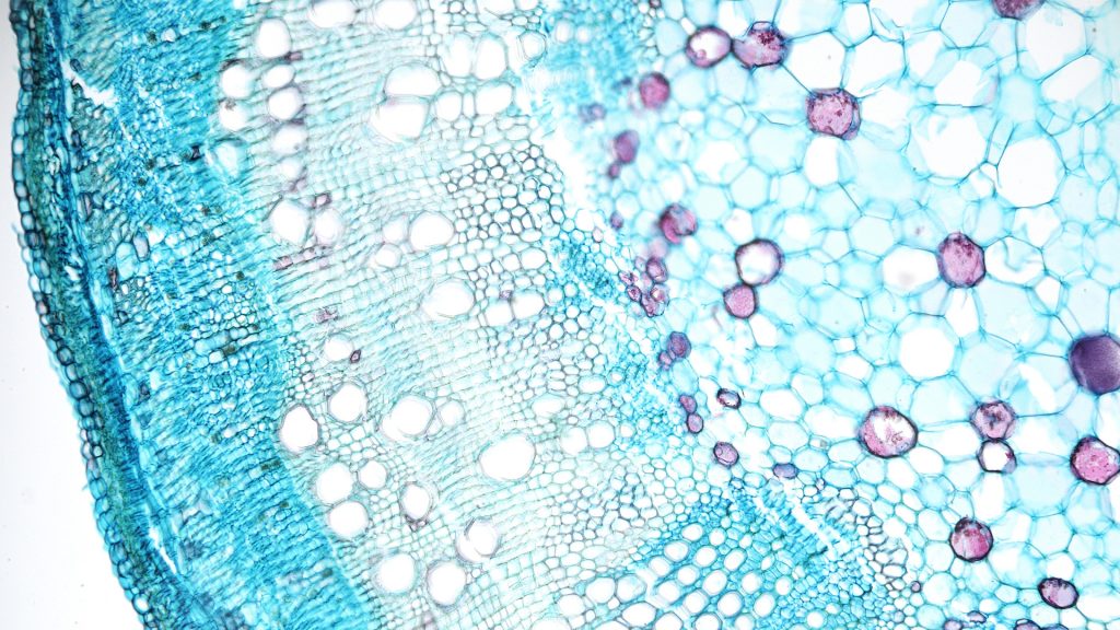 Biochemical Genetics Definition and Examples - Biology Online Dictionary