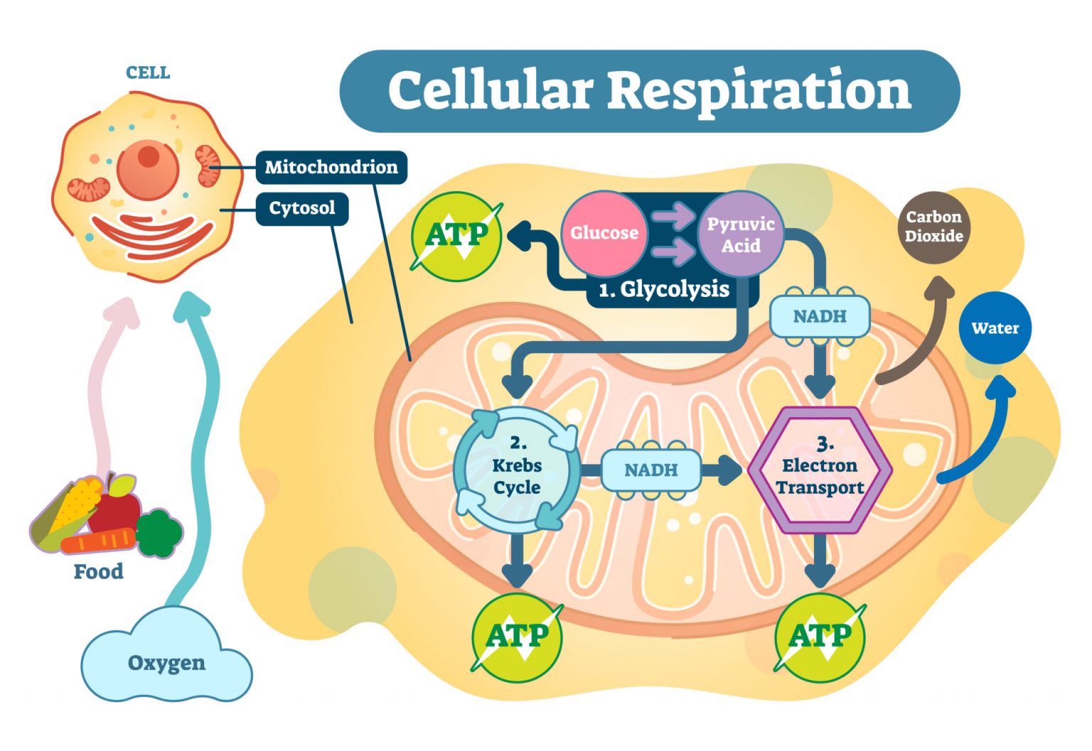 Cell Biology - Biology Online Tutorial