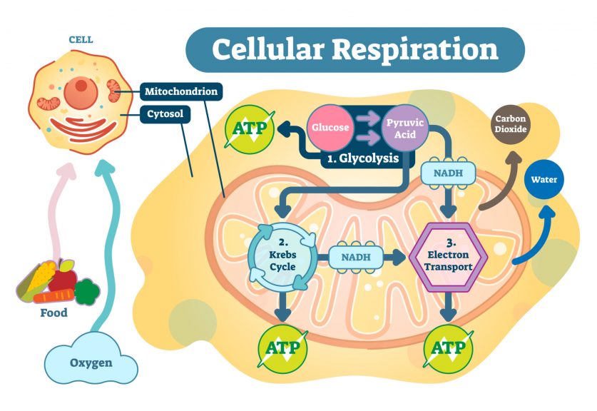 Anaerobe Definition And Examples Biology Online Dictionary Anaerobe Definition And Examples Biology Online Dictionary