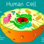 Analogous structures - Definition and Examples | Biology Online