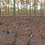 Succession Definition and Examples - Biology Online Dictionary