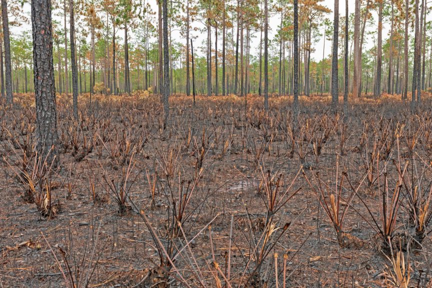 Triplicate Definition and Examples - Biology Online Dictionary