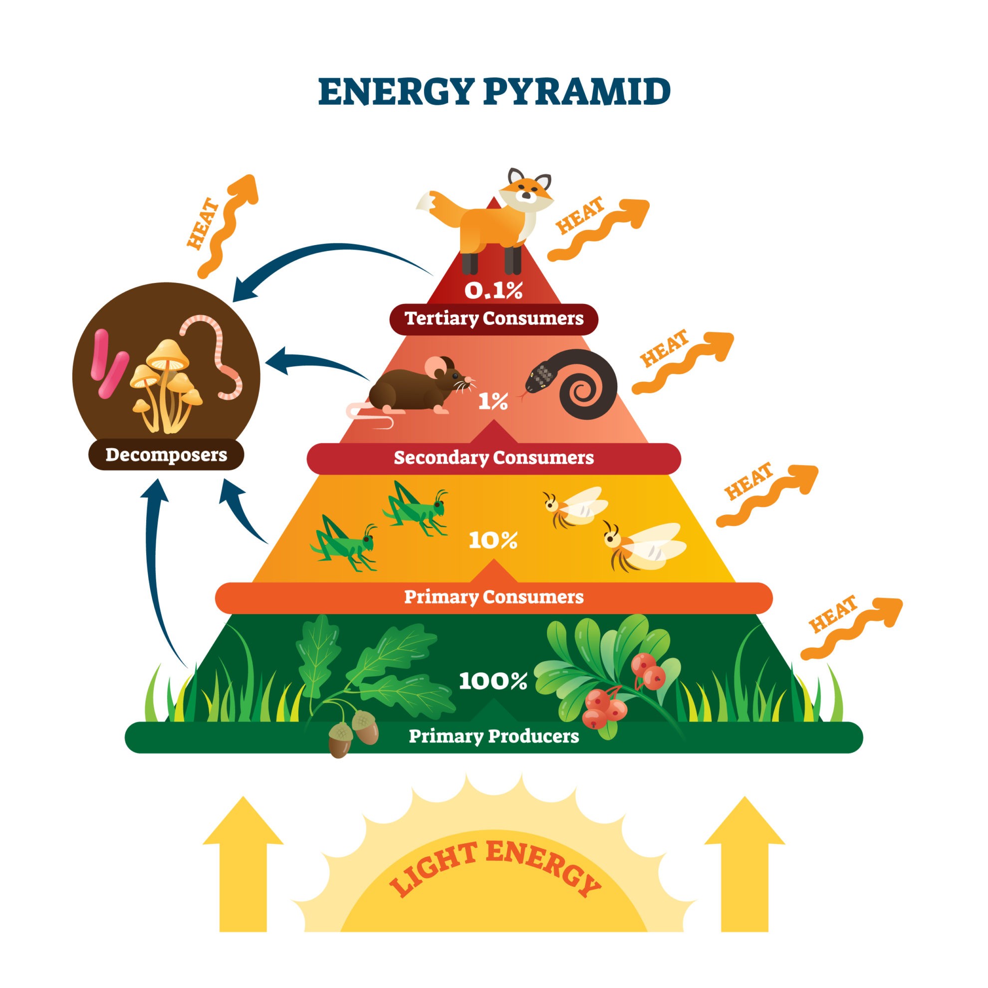 Freshwater Community Energy Relationships Producers Consumers 