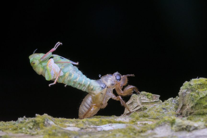 Holoblastic cleavage - Definition and Examples - Biology Online Dictionary