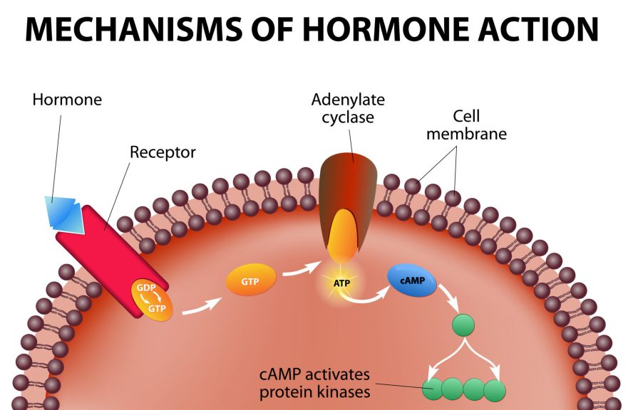 Homeostatic Mechanisms and Cellular Communication - Biology Online Tutorial