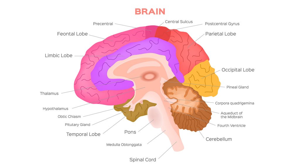 Paracrine signaling Definition and Examples - Biology Online Dictionary Paracrine signaling Definition and Examples - Biology Online Dictionary