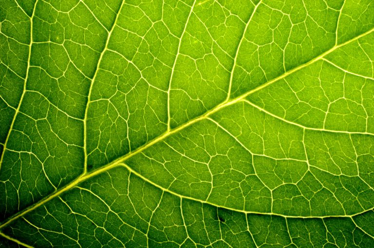 Leaves - Biology Online Tutorial Leaves - Biology Online Tutorial