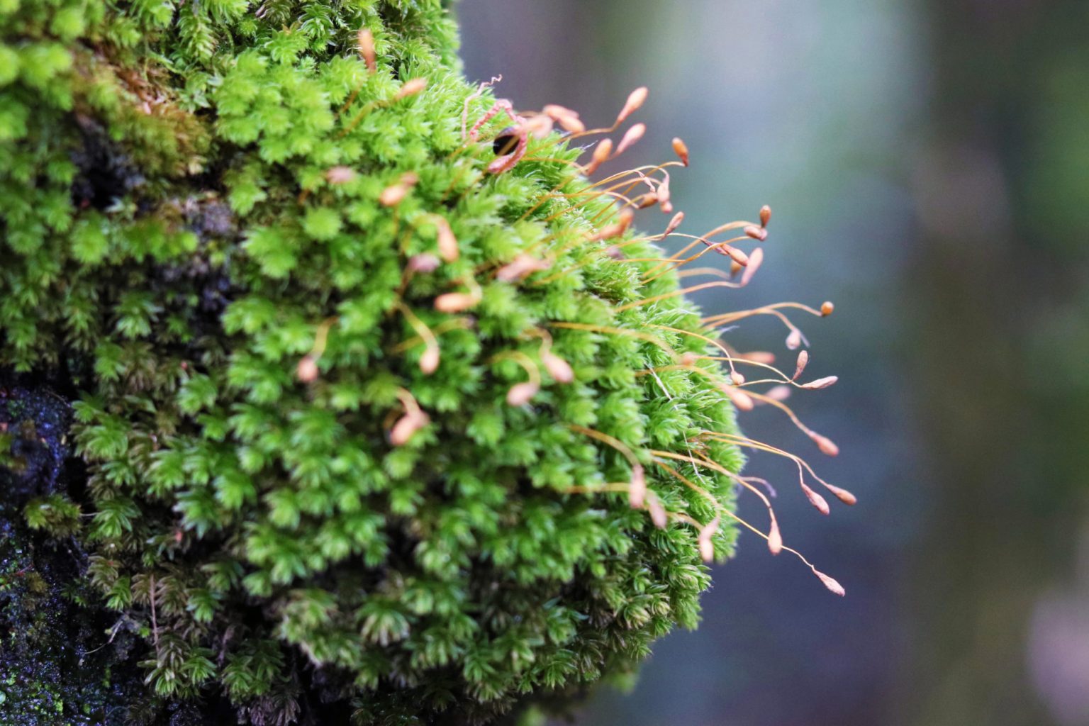 Lateralization Definition And Examples Biology Online Dictionary