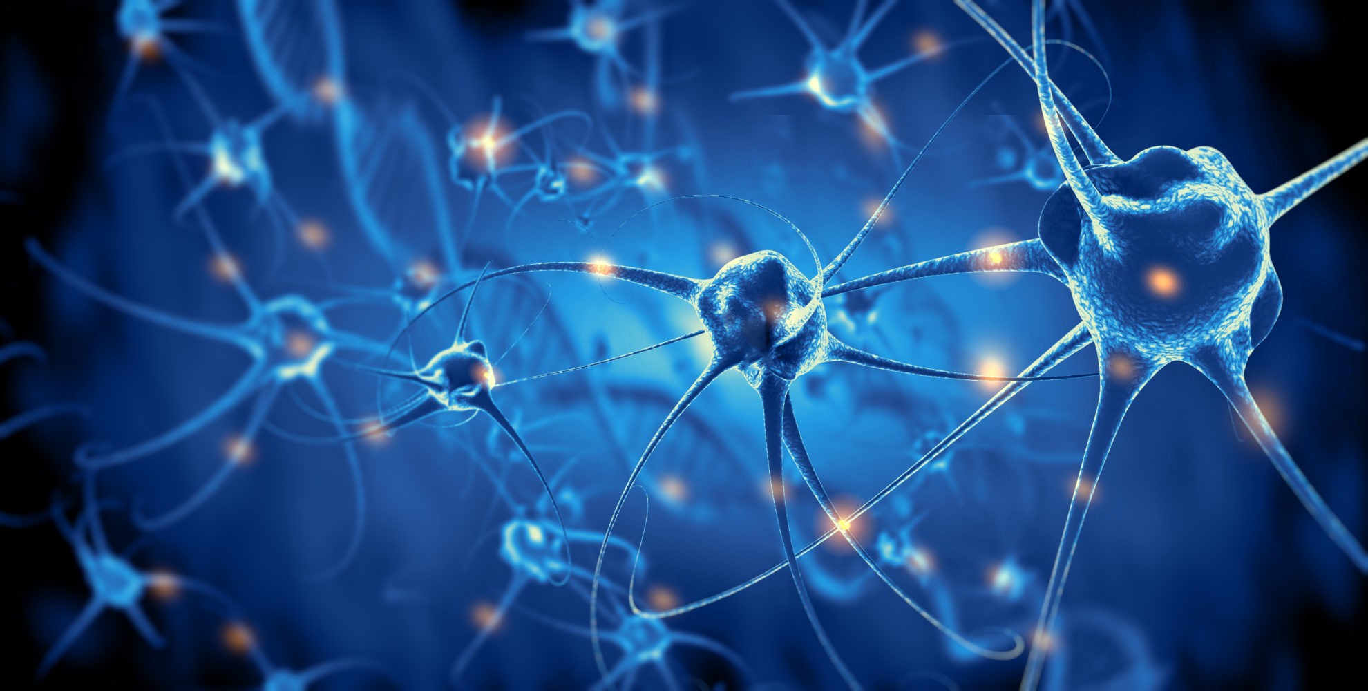 Paracrine signaling Definition and Examples - Biology Online Dictionary Paracrine signaling Definition and Examples - Biology Online Dictionary