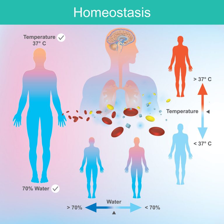 Physiological Homeostasis Biology Online Tutorial Physiological Homeostasis Biology Online Tutorial