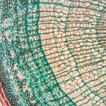 Tissue Definition and Examples - Biology Online Dictionary