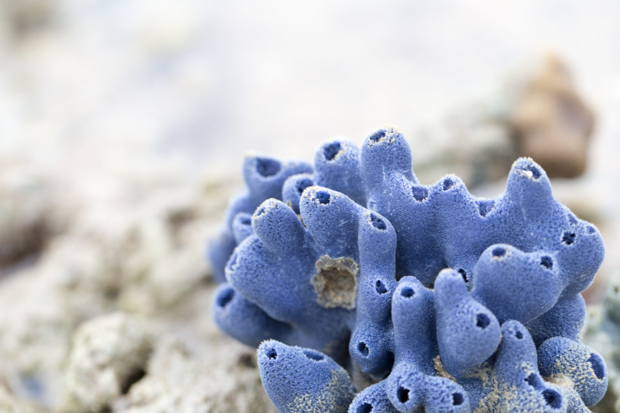 Paracrine signaling Definition and Examples - Biology Online Dictionary Paracrine signaling Definition and Examples - Biology Online Dictionary