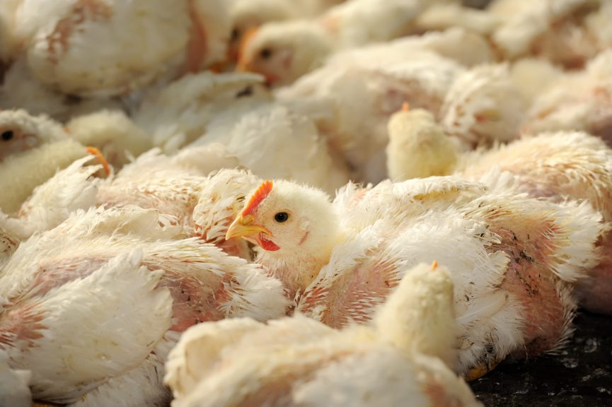 Selective Breeding - Biology Online Tutorial