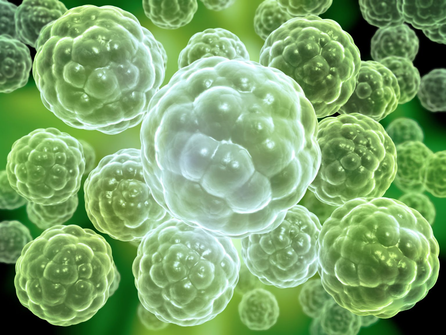 The Evolution Of Cell Organelles Biology Online Tutorial