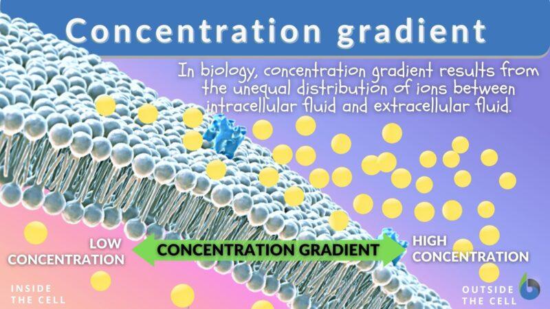 Concentration gradient - Definition and Examples | BiologyOnline