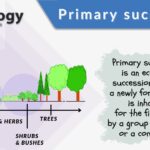 Primary succession - Definition and Examples | Biology Online Dictionary