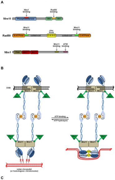 Recombination DNA repair Definition and Examples - Biology Online ...