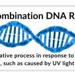Recombination DNA repair Definition and Examples - Biology Online ...