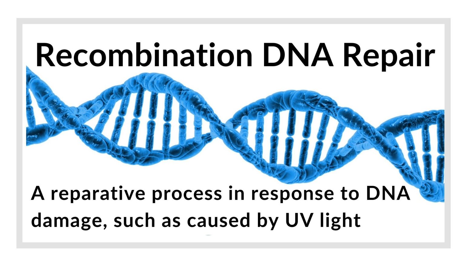 Recombination DNA repair Definition and Examples - Biology Online ...