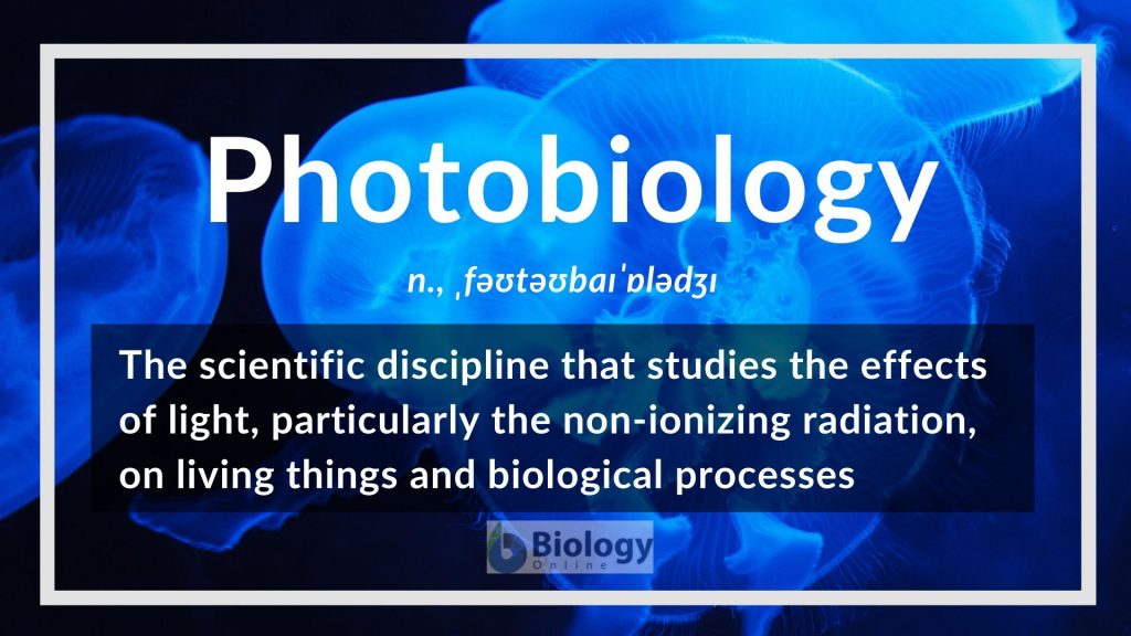 photobiology Definition and Examples - Biology Online Dictionary