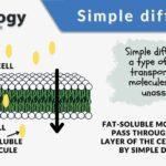 Simple Diffusion Gradient In Proper Orientation