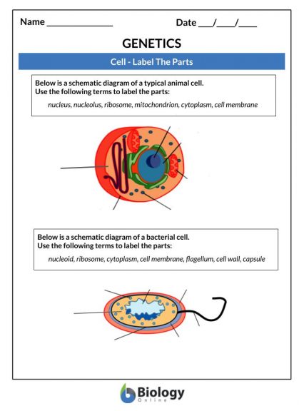 Biological Cell Introduction - Biology Online Tutorial Biological Cell Introduction - Biology Online Tutorial