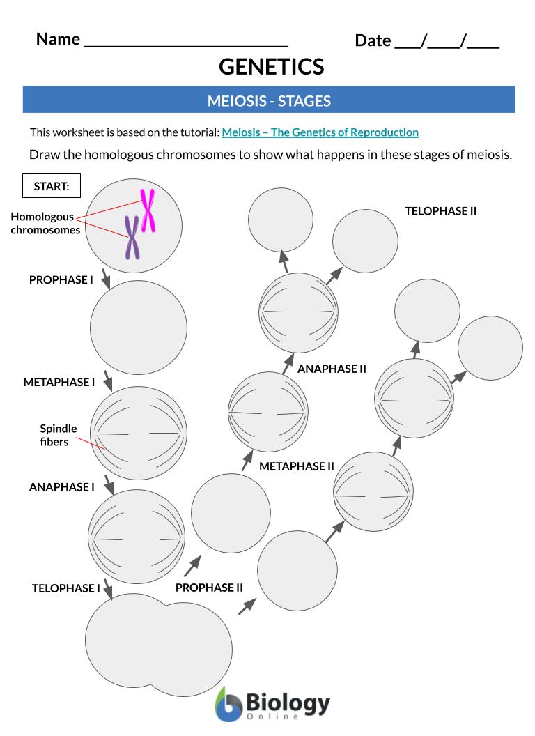 Genetics - Lesson Outline & Worksheets - Biology Online Tutorial