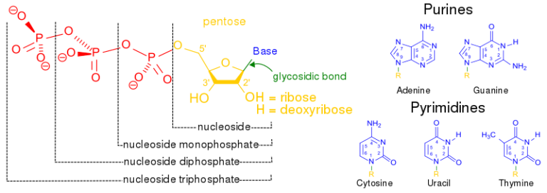 Nucleoside - Definition and Examples - Biology Online Dictionary