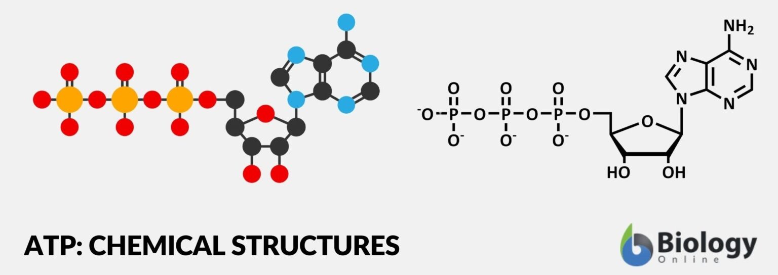 Adenosine triphosphate - Definition and Examples - Biology Online Dictionary