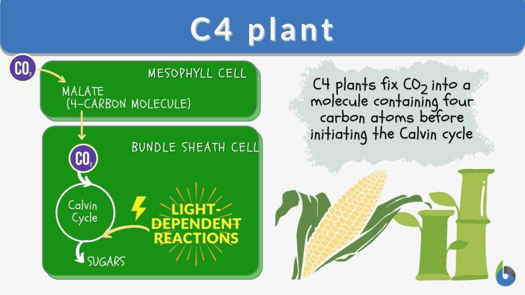 C4 plant - Definition and Examples - Biology Online Dictionary