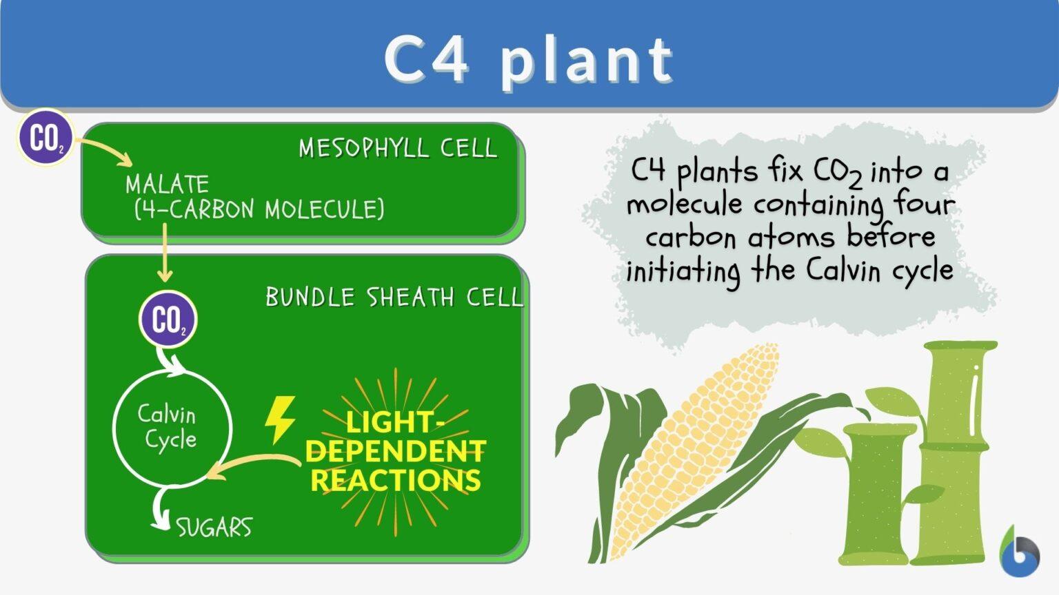 C4 plant - Definition and Examples - Biology Online Dictionary