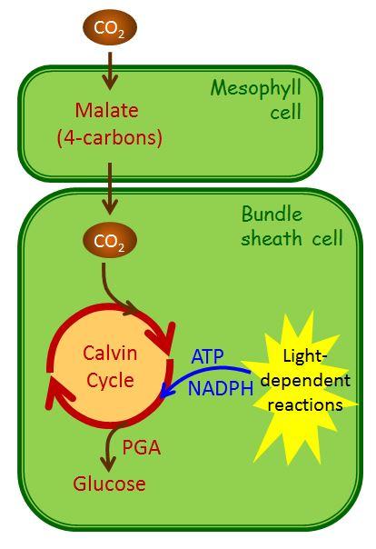 C4 plant - Definition and Examples - Biology Online Dictionary