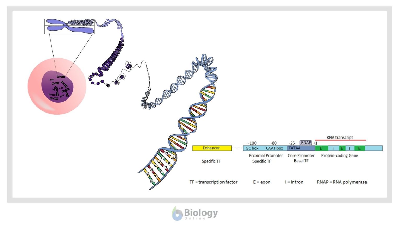 Taxis Definition And Examples Biology Online Dictionary